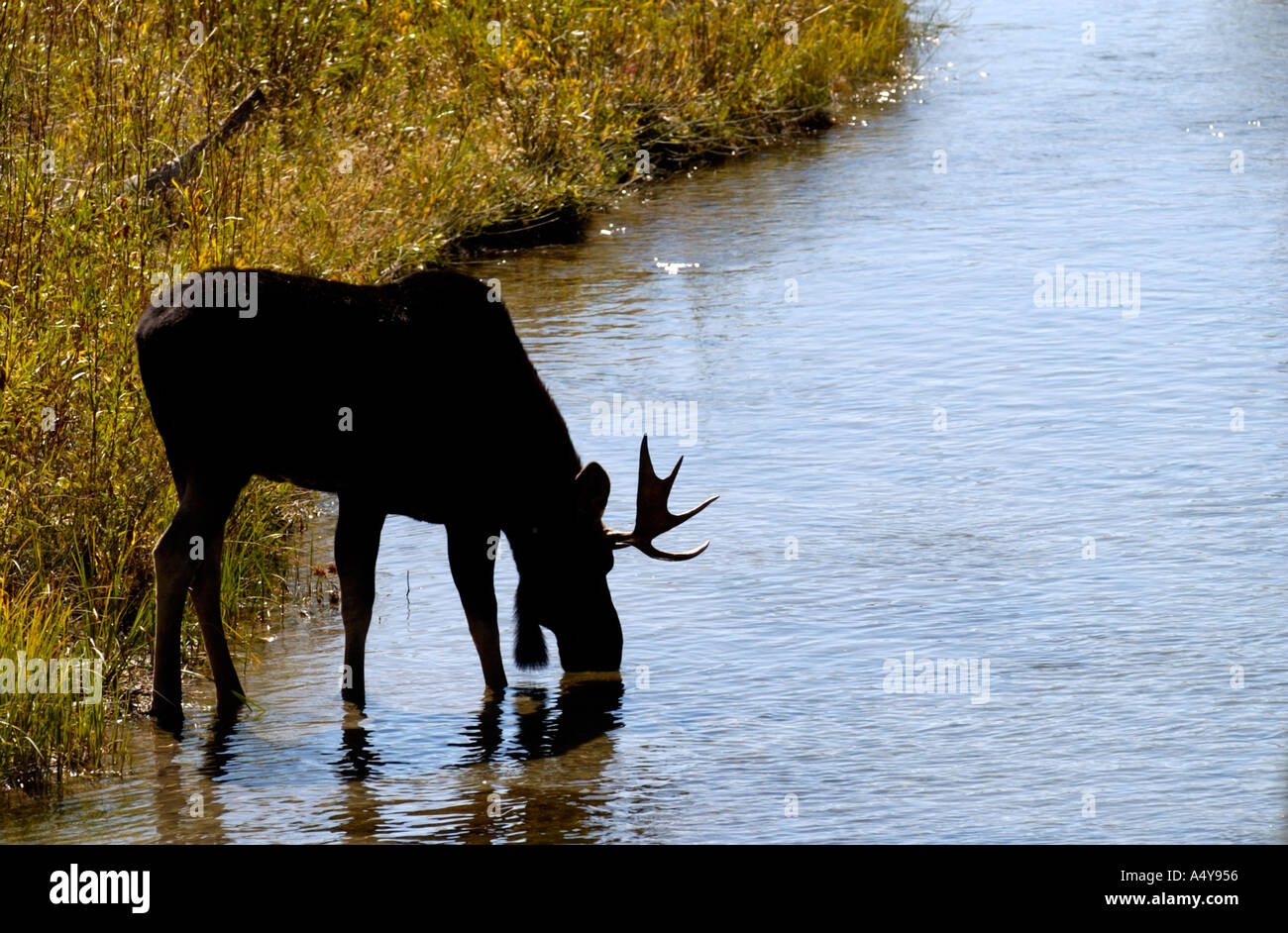 Sillhouette of young Bull Moose drinking from river at Grand Teton ...