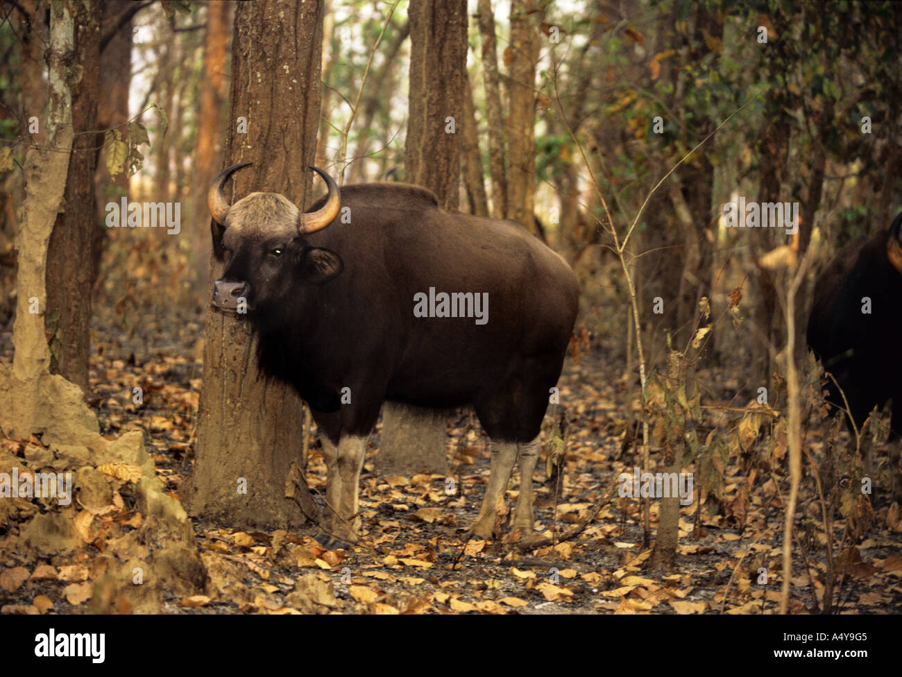 Bison sighting hi-res stock photography and images - Alamy