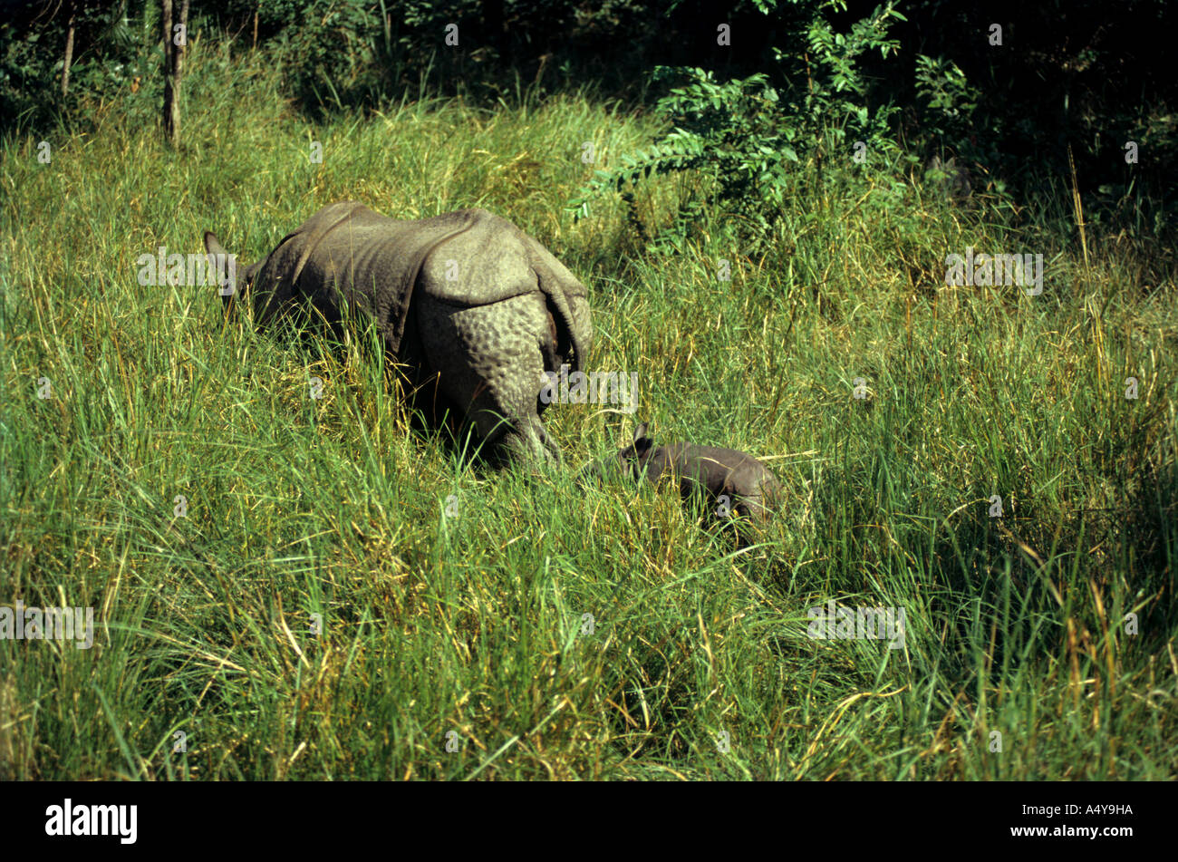 Rhino sighting hi-res stock photography and images - Alamy