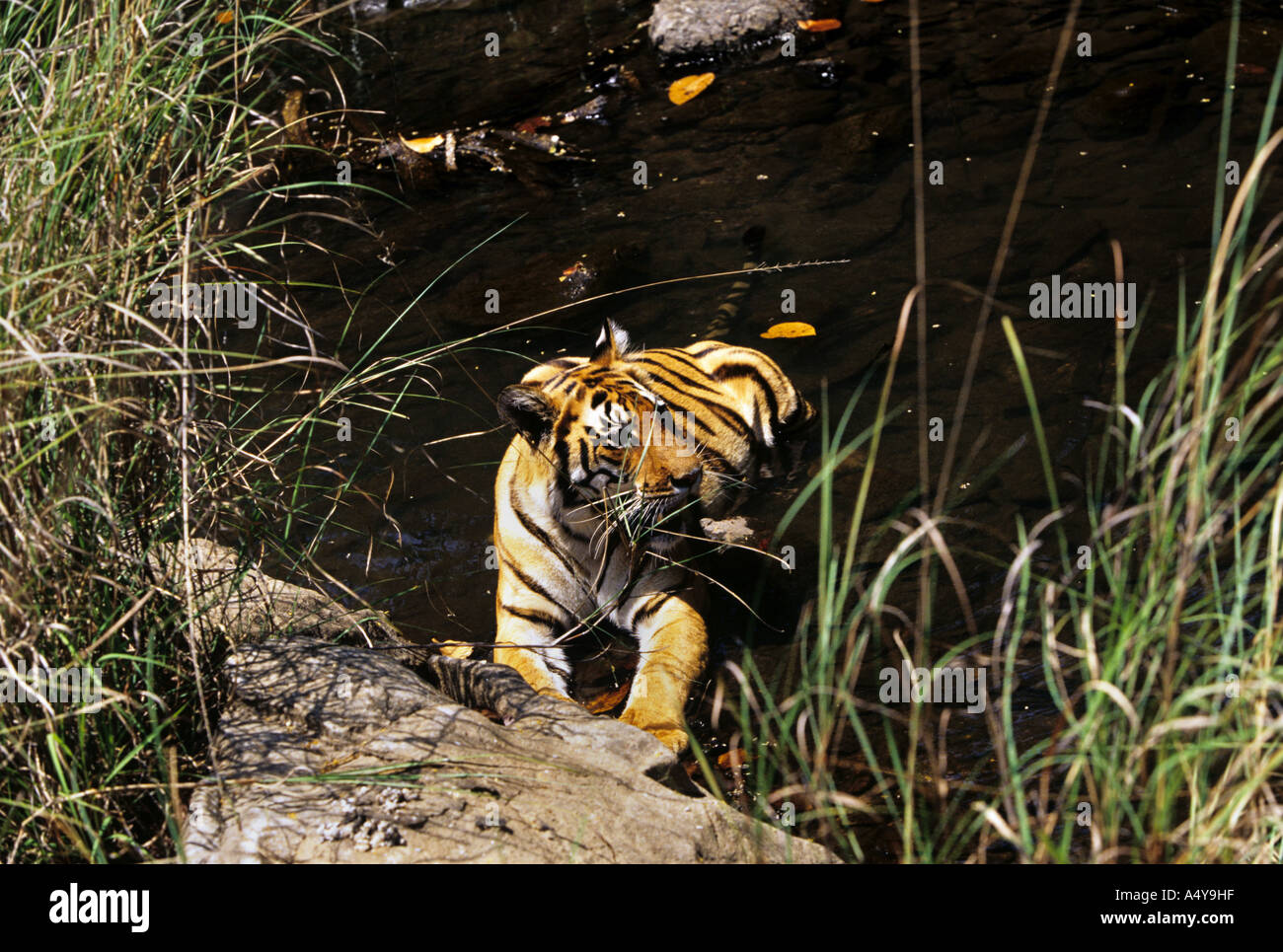 The untamed hi-res stock photography and images - Alamy