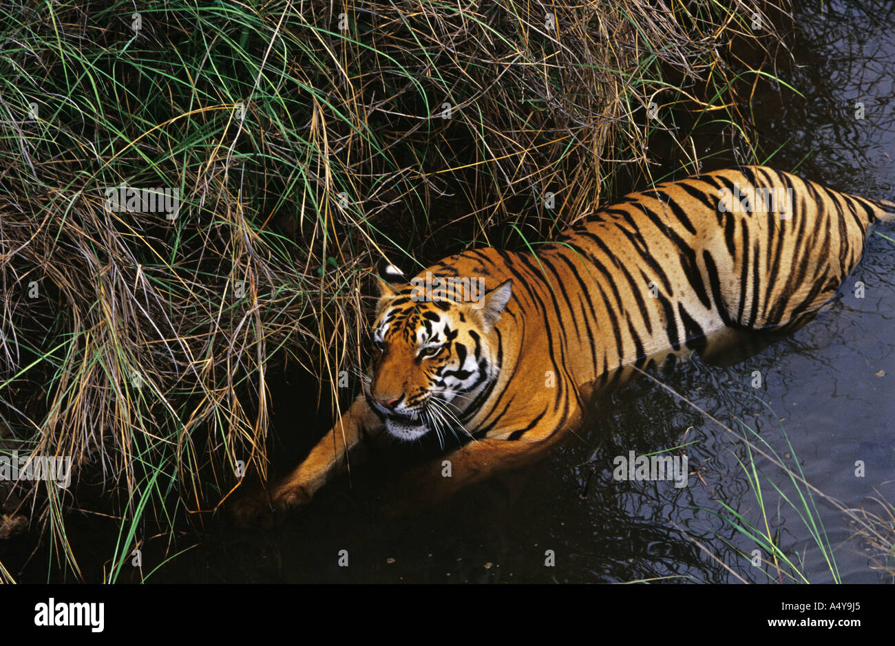 Tiger in a pond hi-res stock photography and images - Alamy