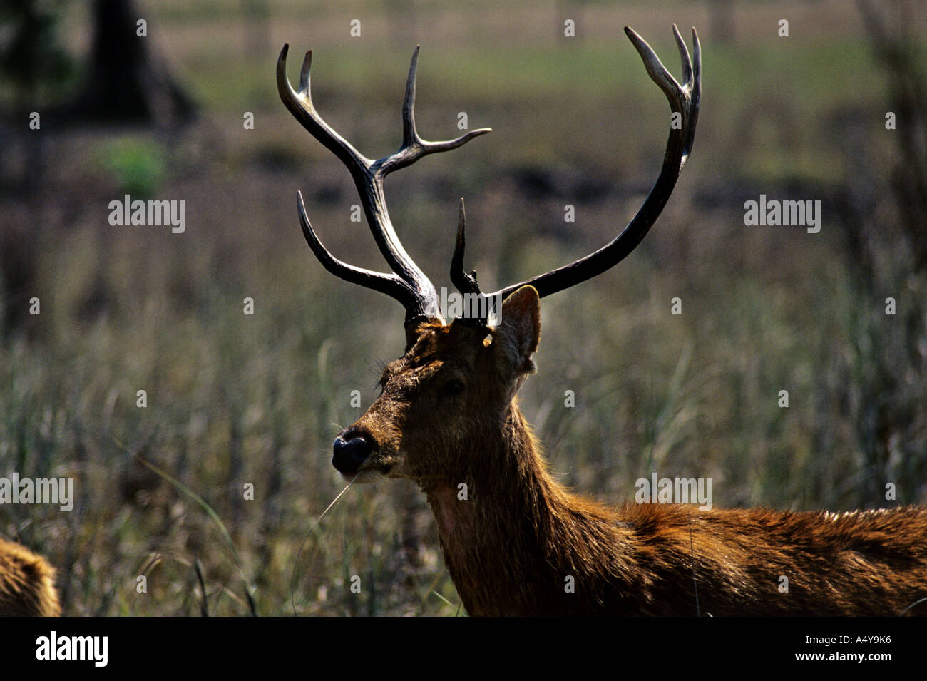 Beautiful stag hi-res stock photography and images - Alamy