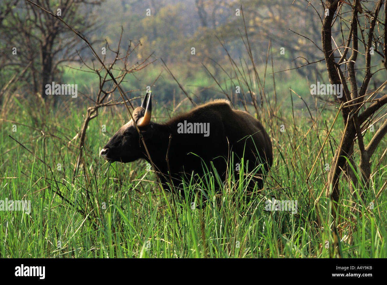 Bison sighting hi-res stock photography and images - Alamy