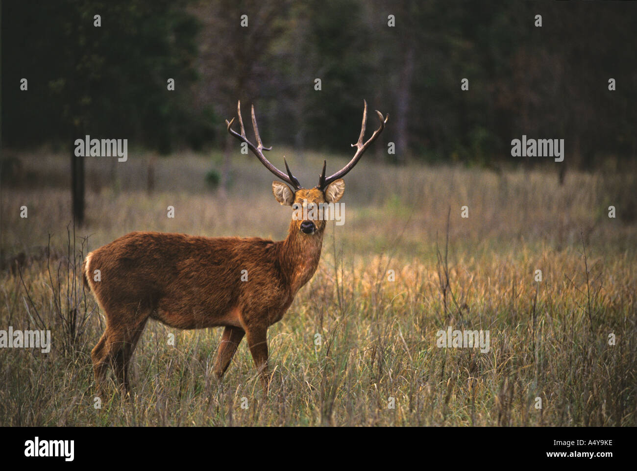 Beautiful stag hi-res stock photography and images - Alamy