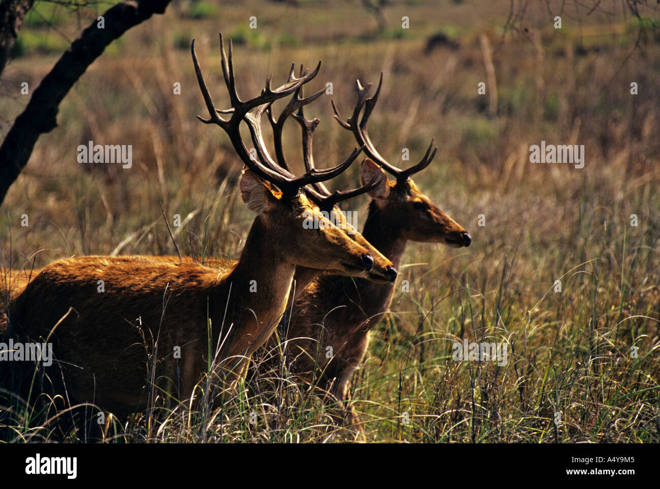 Beautiful stag hi-res stock photography and images - Alamy