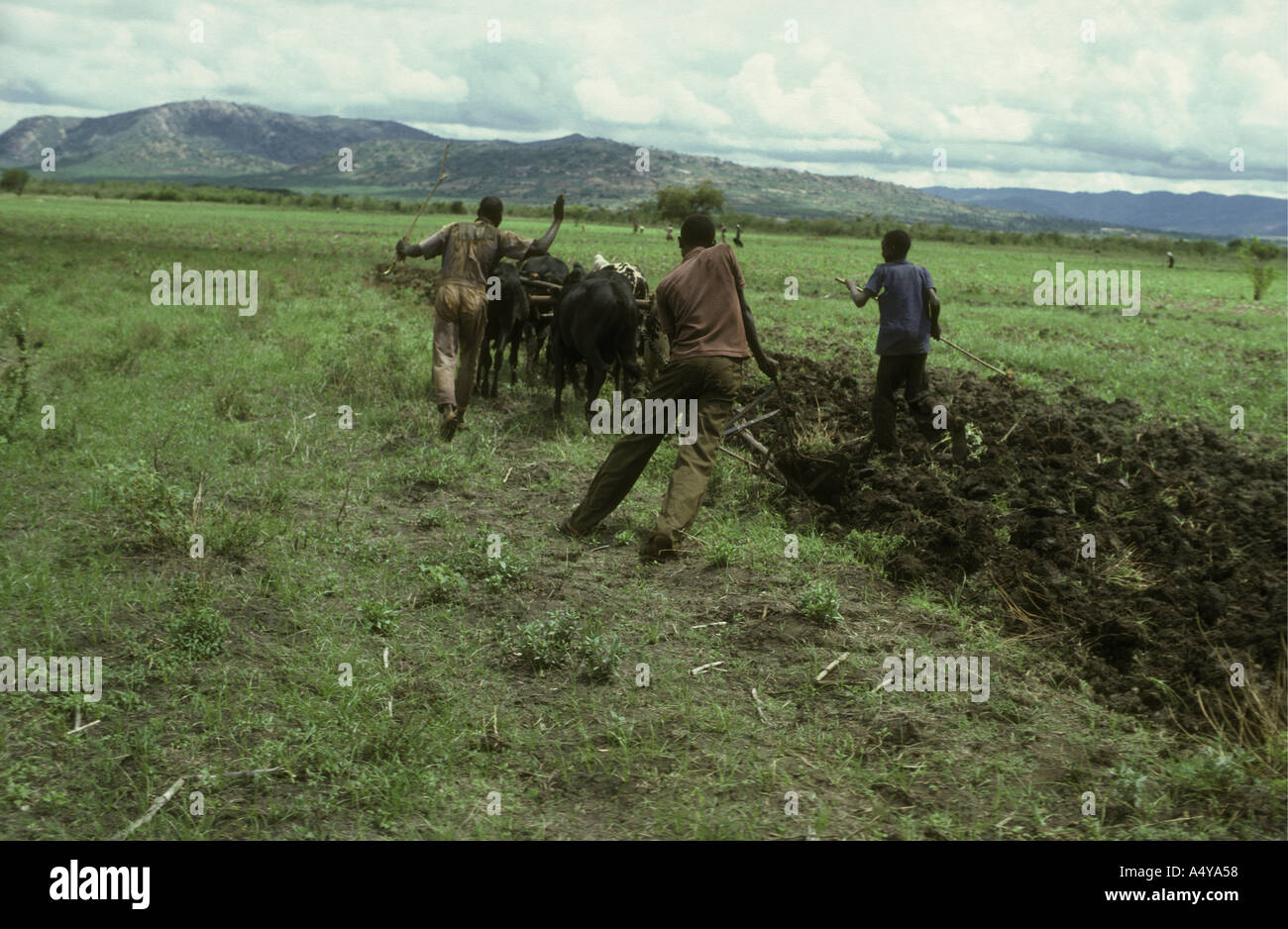Kamba men ploughing with oxen in the Machakos district of Kenya East ...
