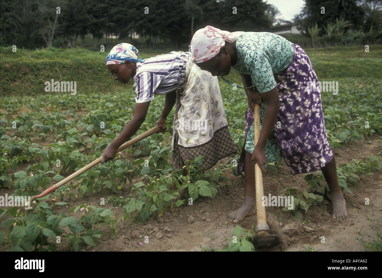 Two young Kamba women hoeing their crop of haricot or French beans to ...