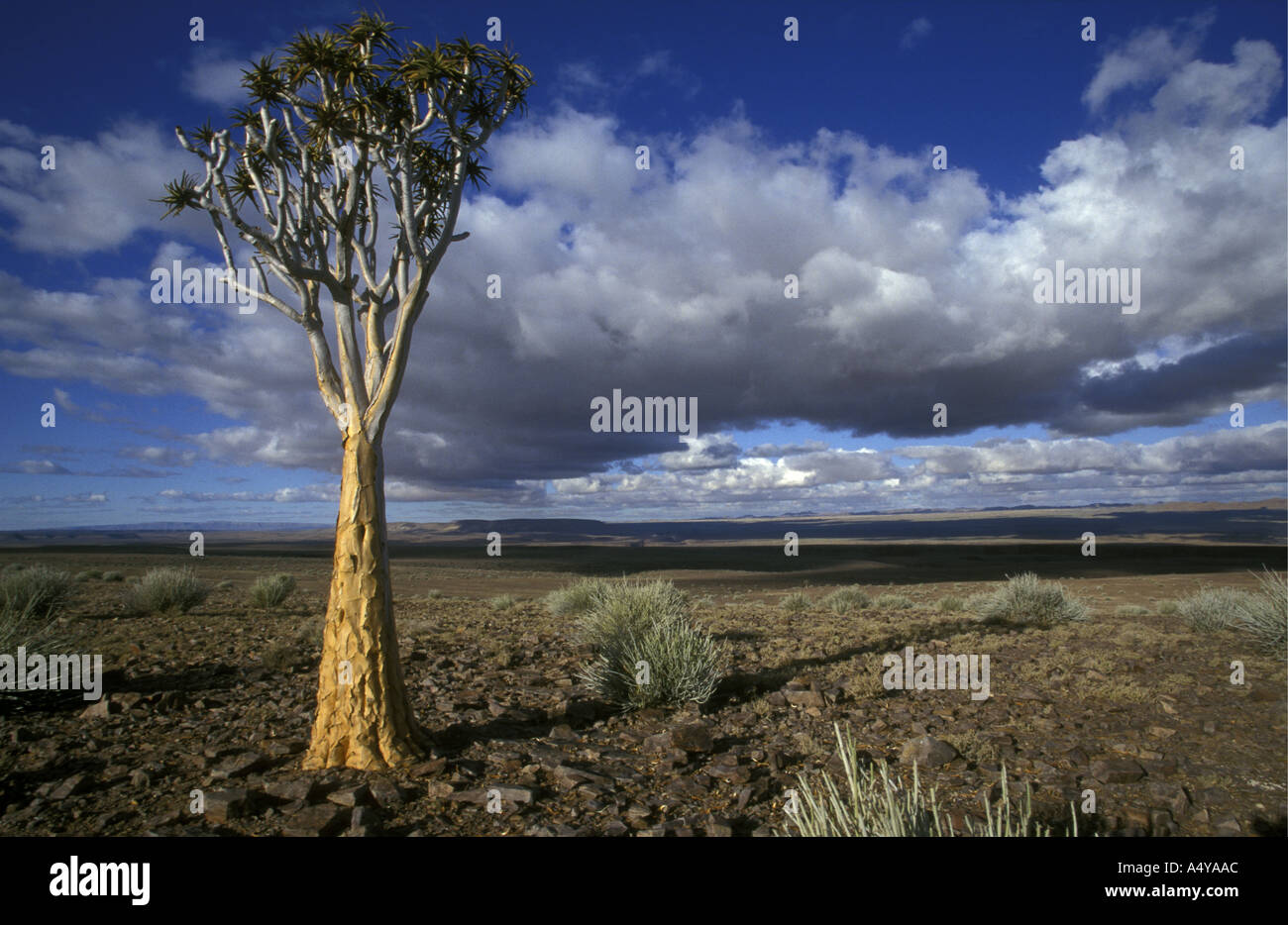A quiver tree Aloe dichotoma near the Fish River Canyon in southern ...