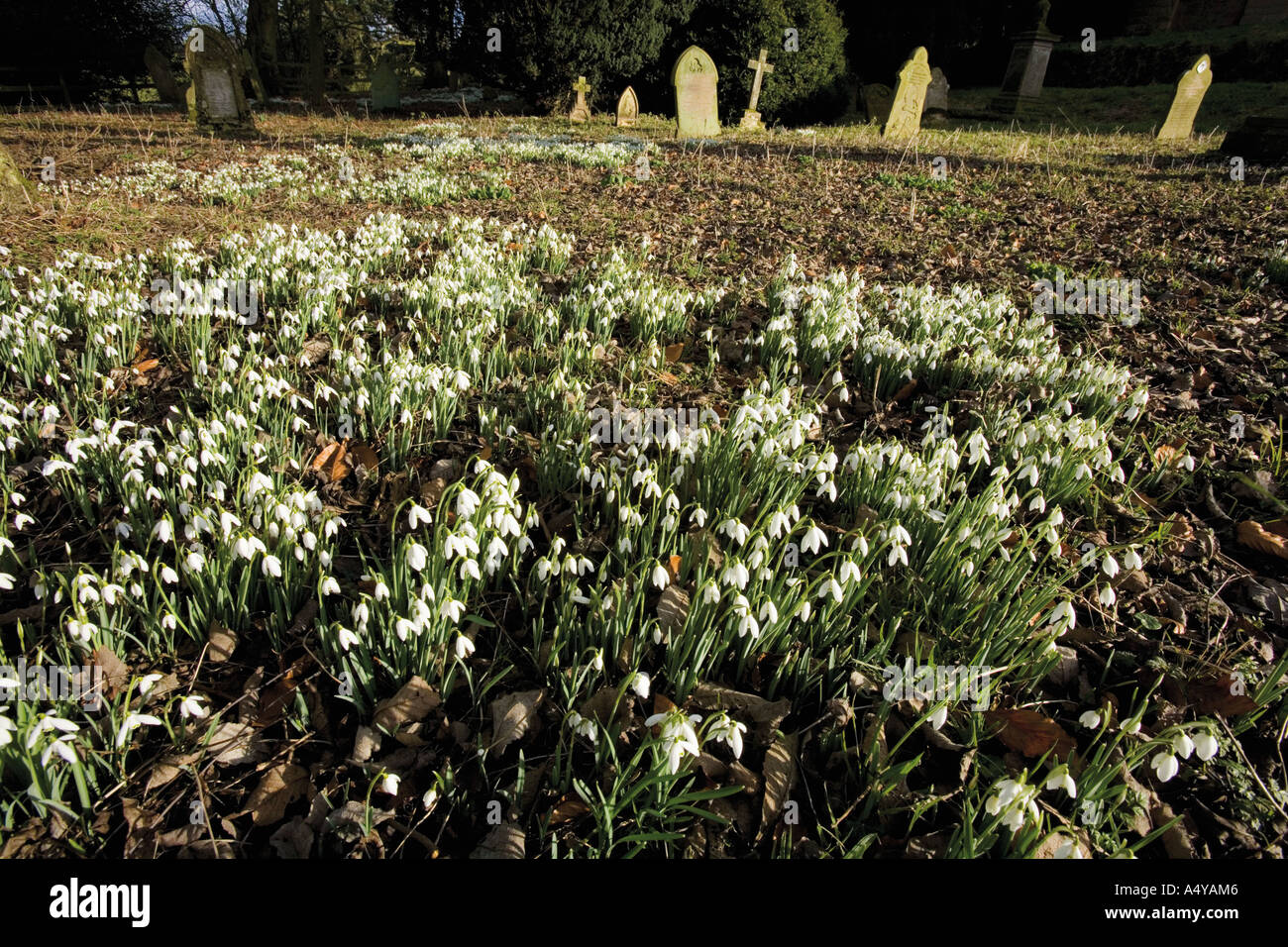 snowdrops churchyard Tardebigge church Worcestershire the Midlands ...
