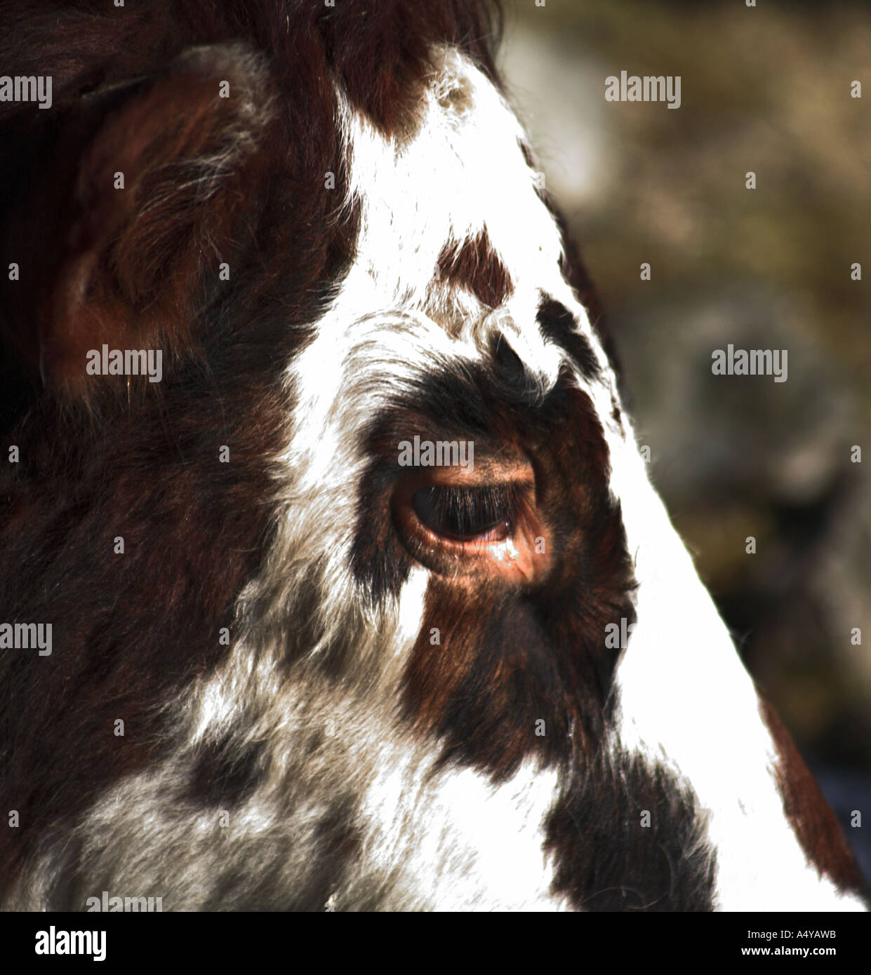 Calfs face hi-res stock photography and images - Alamy