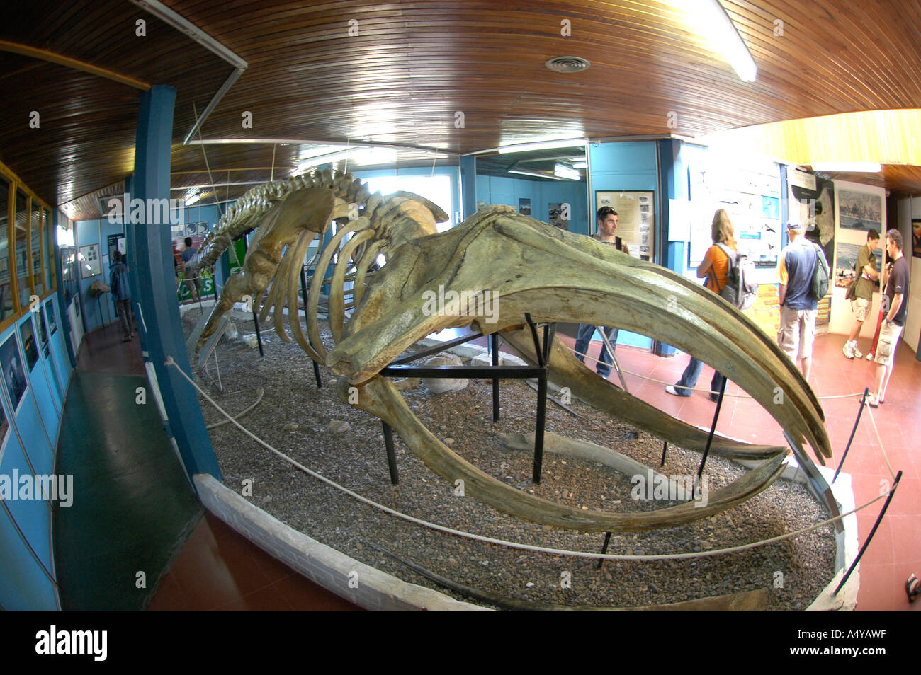 Whale Museum Southern Right Whale Skeleton Eubalaena australis Atlantic ...