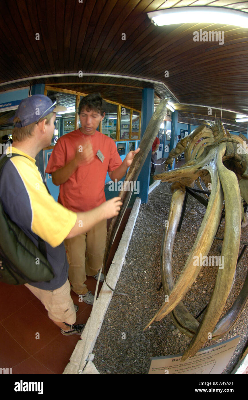 Whale Museum Southern Right Whale Skeleton Eubalaena australis Atlantic ...