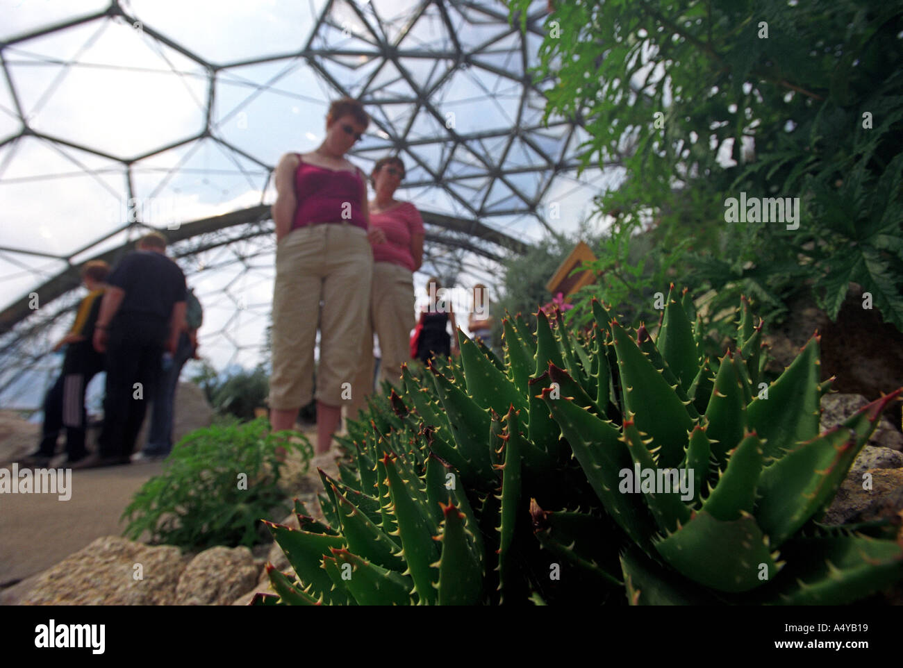 Eden project cornwall interior flowers hi-res stock photography and ...