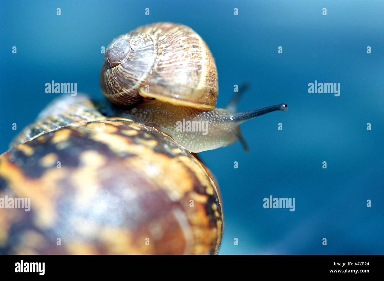Baby common snail hi-res stock photography and images - Alamy