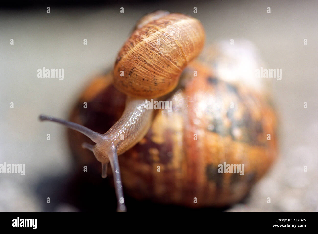 Baby common snail hi-res stock photography and images - Alamy