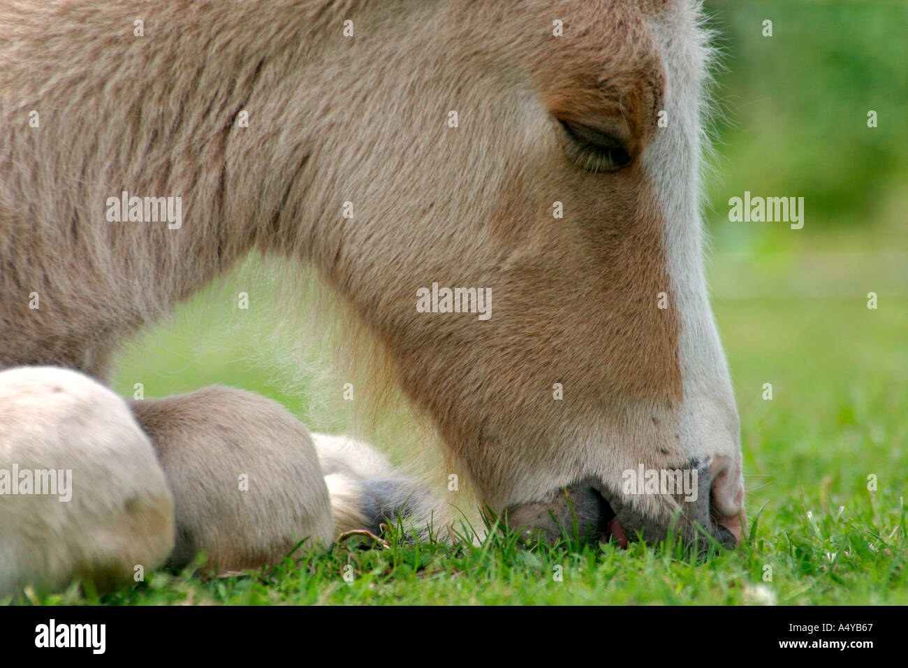 Light buckskin iceland pony foal dosing Stock Photo - Alamy
