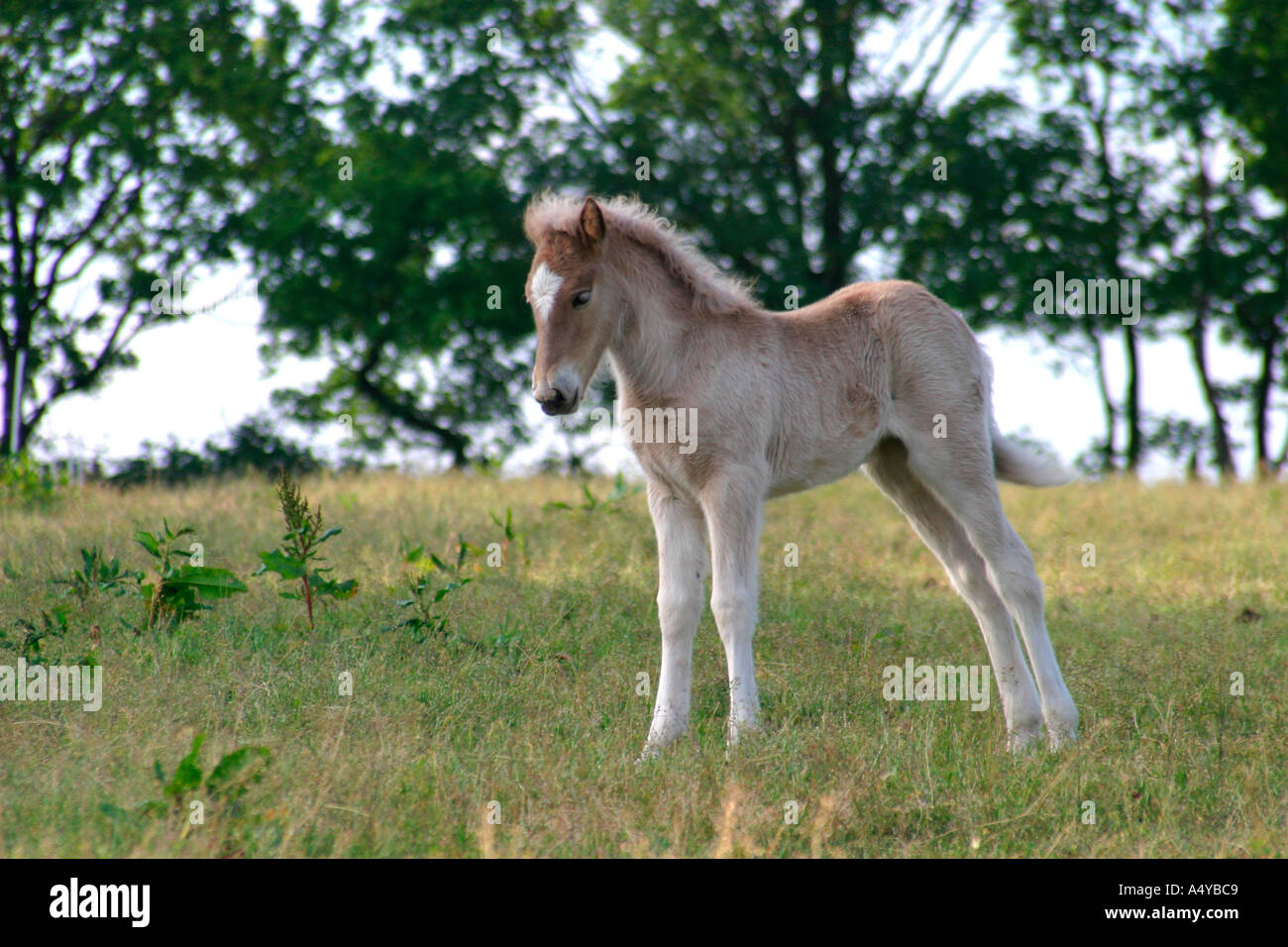 Silver dapple hi-res stock photography and images - Alamy