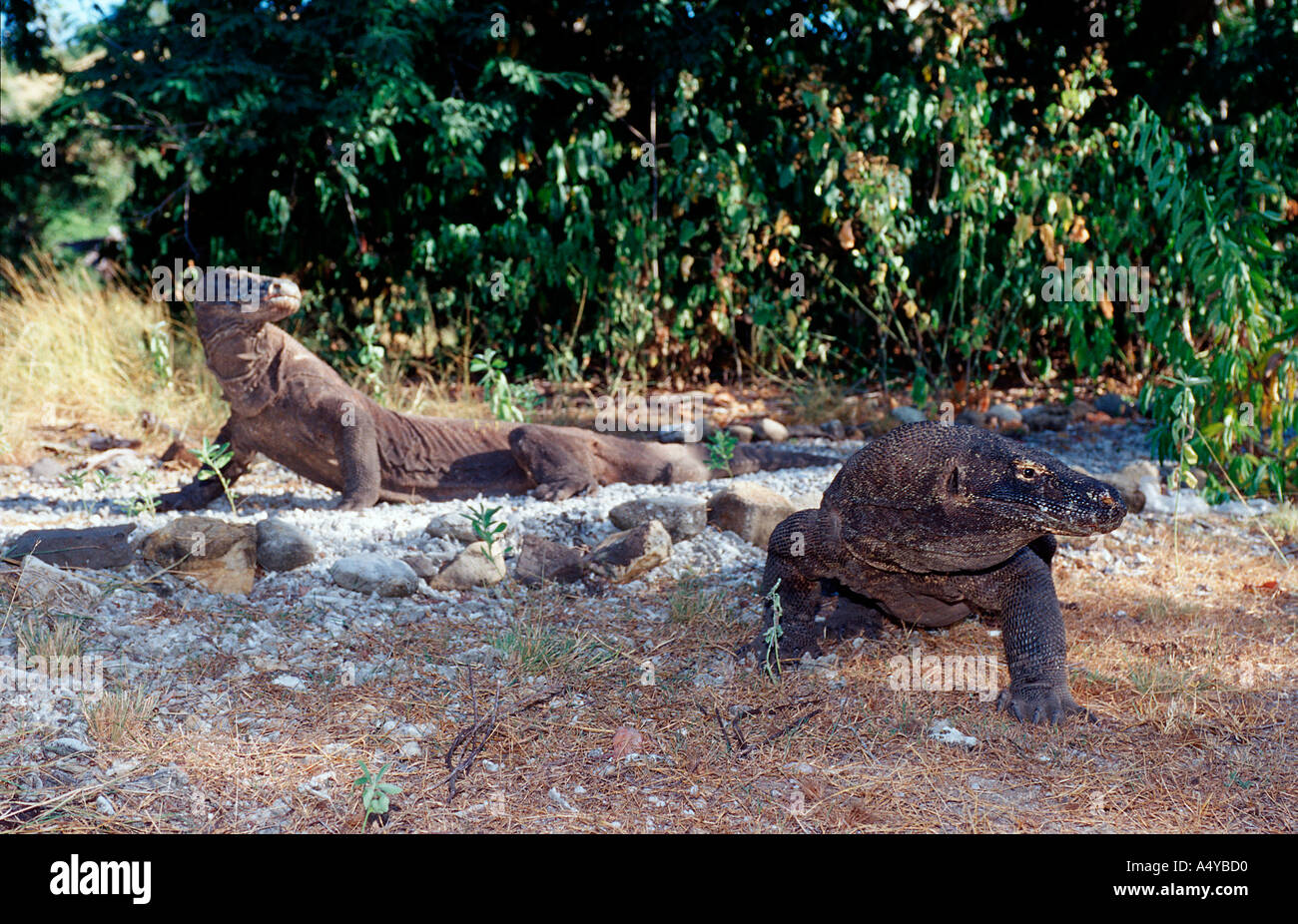 Indonesia komodo island dragons hi-res stock photography and images - Alamy
