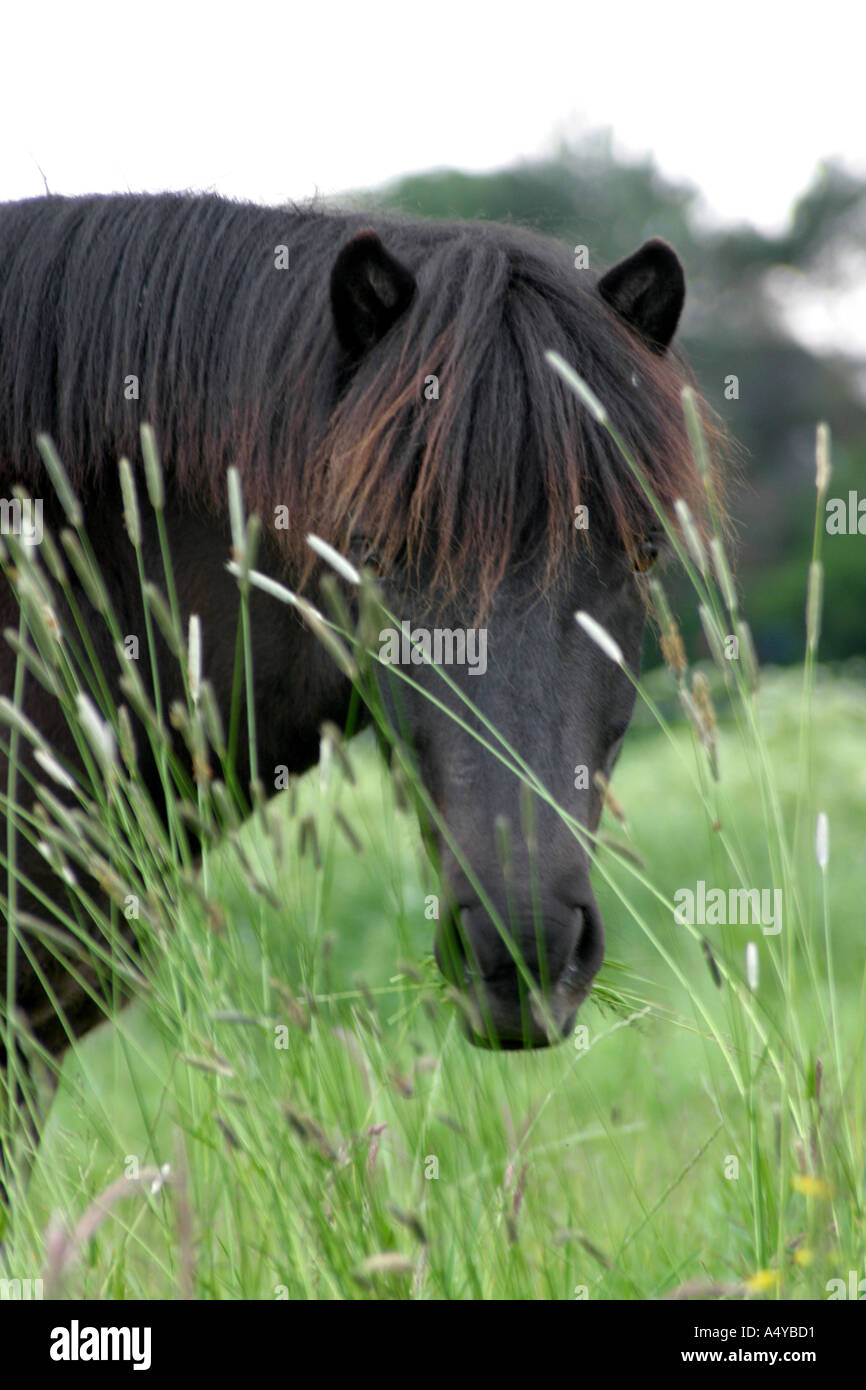 Black rappe Iceland pony Stock Photo - Alamy