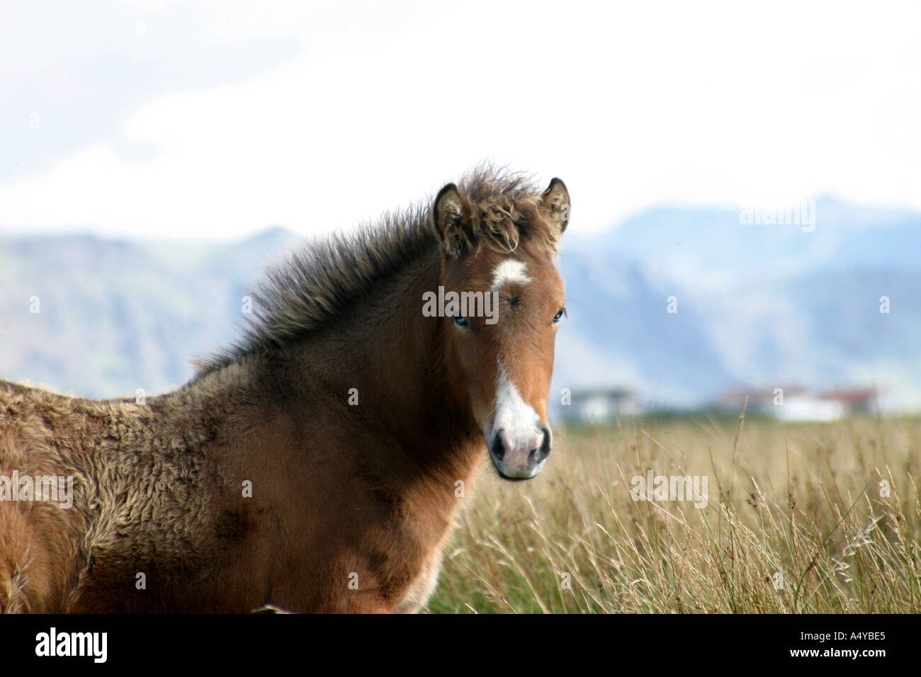 iceland pony foal star markings Stock Photo - Alamy