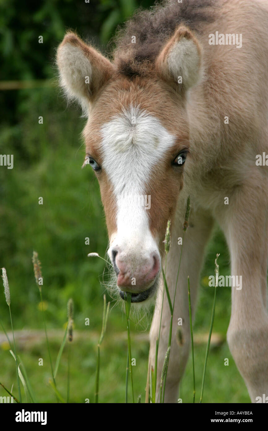 Light buckskin iceland pony foal Stock Photo - Alamy