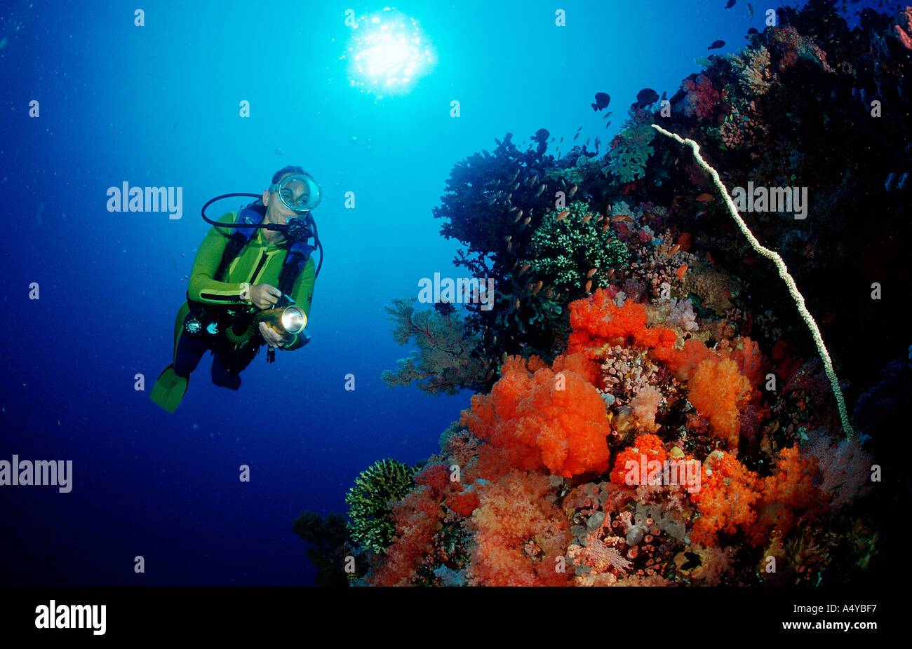 Scuba diver and coral reef Indonesien Indonesia Stock Photo - Alamy