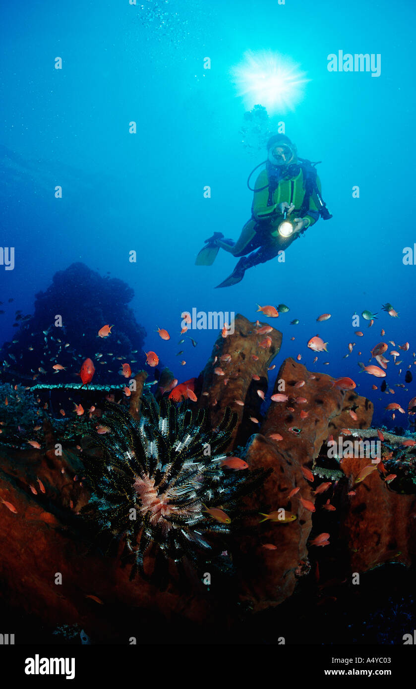 Scuba diver and coral reef Indonesien Indonesia Stock Photo - Alamy