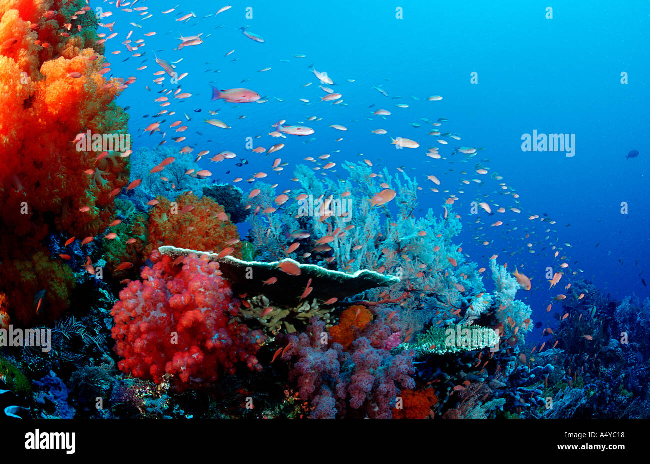 Coral reef Indonesien Indonesia Stock Photo - Alamy