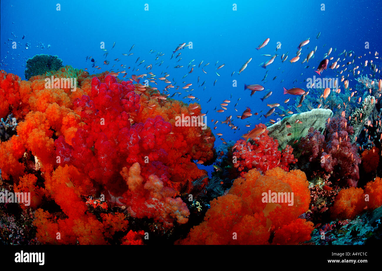 Coral reef Indonesien Indonesia Stock Photo - Alamy