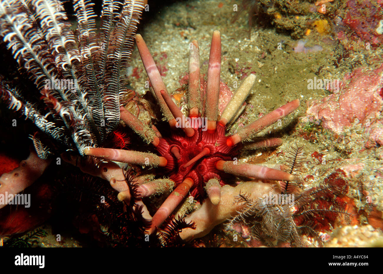 Lance urchin hi-res stock photography and images - Alamy