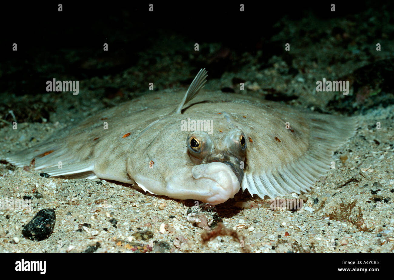 Plaice Pleuronectes platessa Norwegen Norway Stock Photo - Alamy