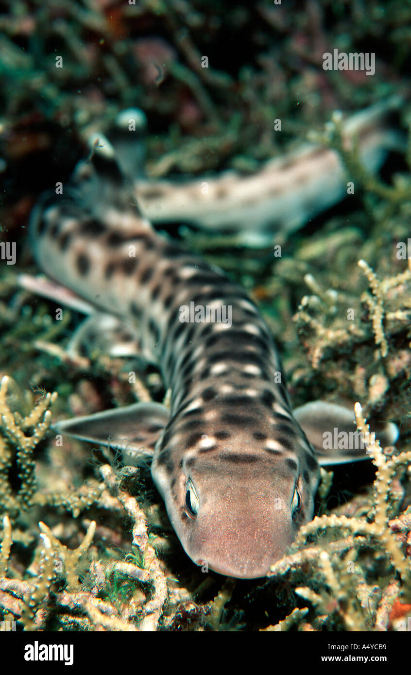 Catshark Atelomycterus marmoratus Malaysia Stock Photo - Alamy