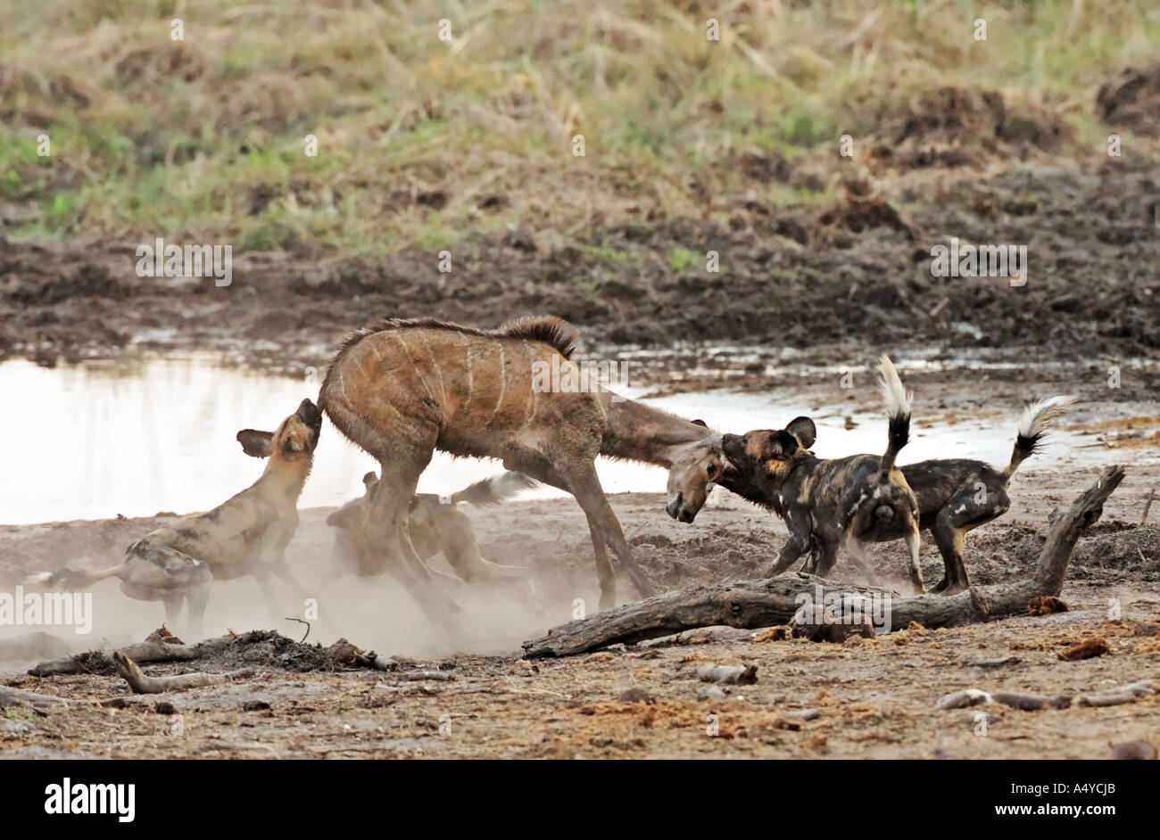 african wilddogs Lycaon pictus are hunting Stock Photo - Alamy
