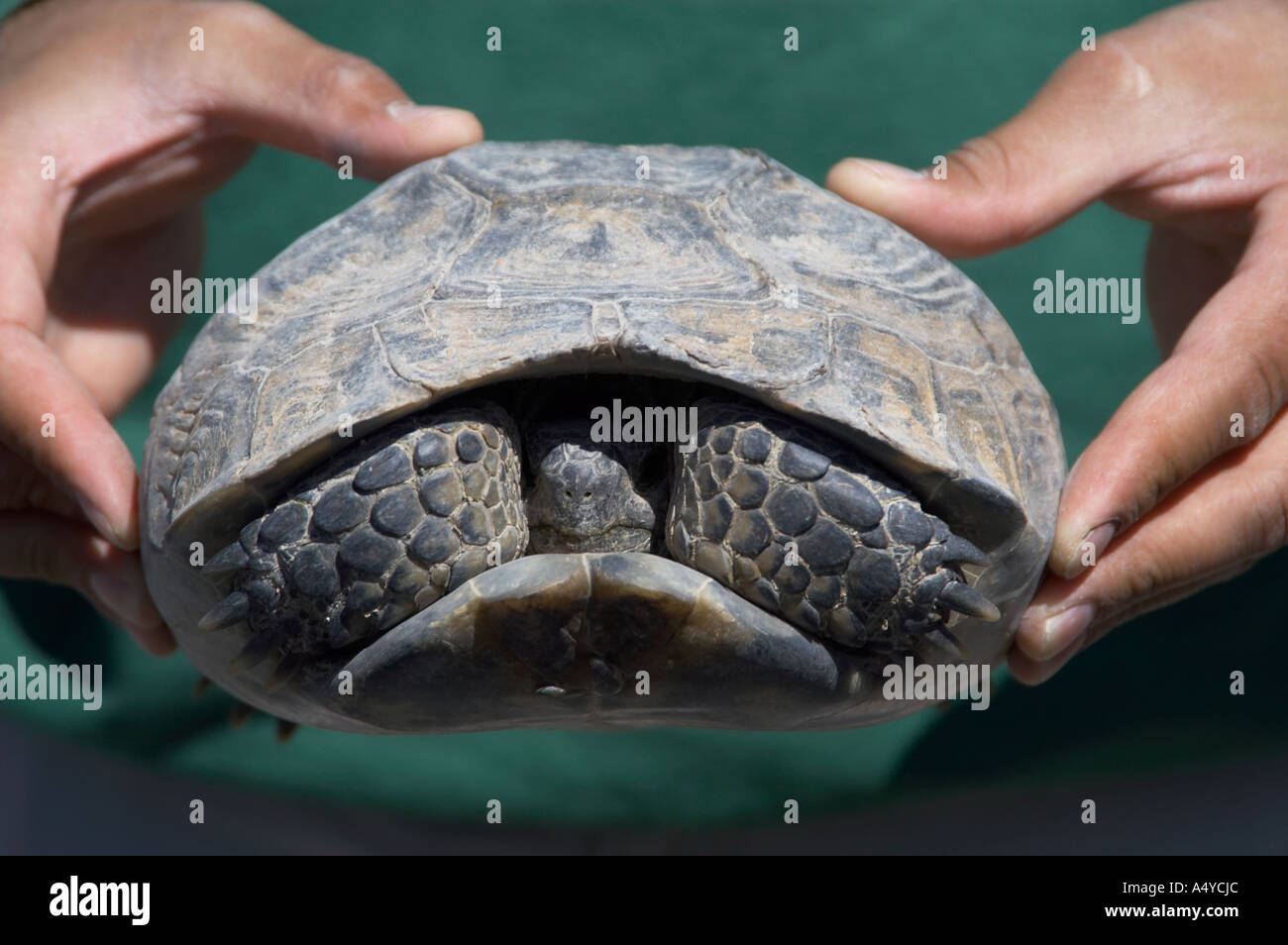 Land Tortoise rescued from road in Cappadocia Turkey Stock Photo - Alamy