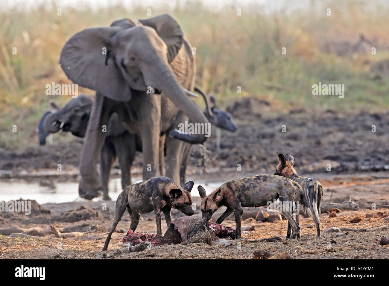Africa elefant hunting hi-res stock photography and images - Alamy