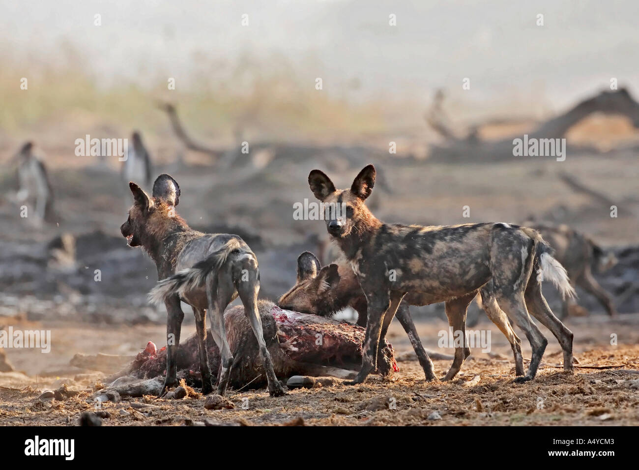 African wilddogs lycaon pictus hunting hi-res stock photography and ...
