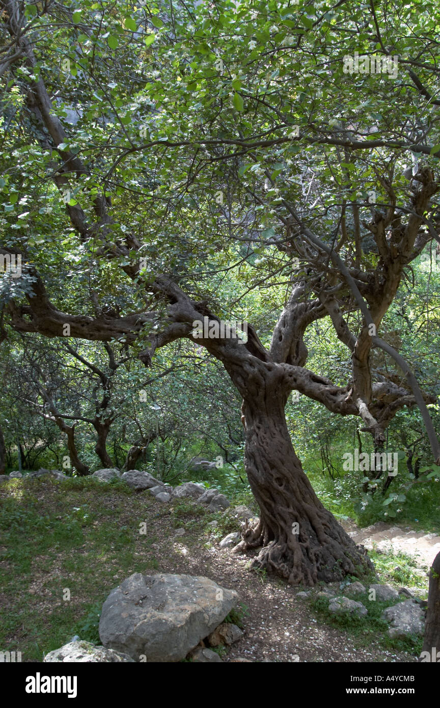 Olive Tree in Turkey Stock Photo - Alamy