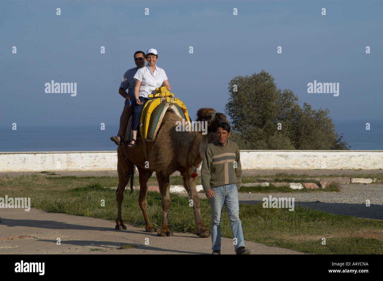 Camel in turkey hi-res stock photography and images - Alamy