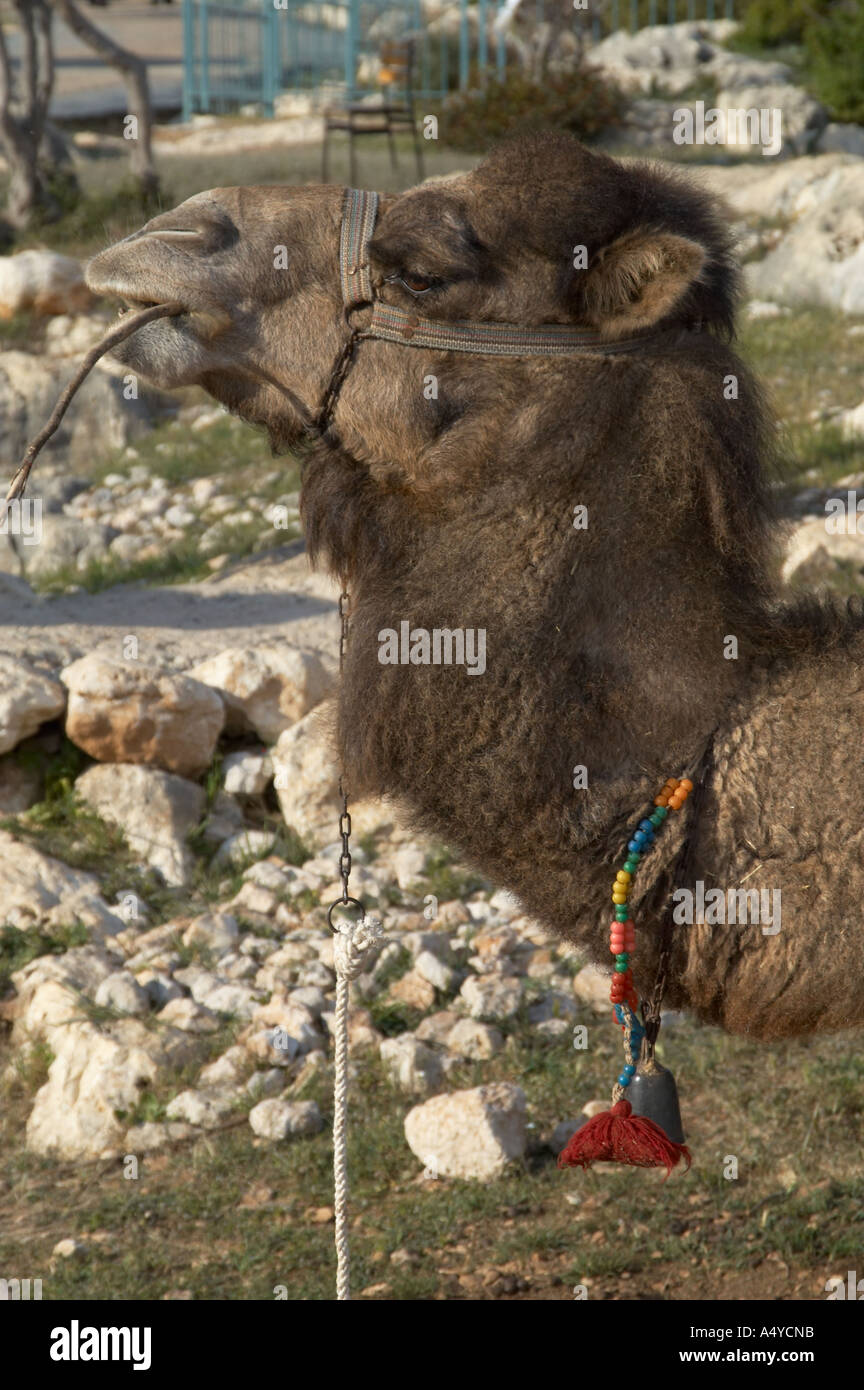 Camel awaiting riders in Turkey Stock Photo - Alamy