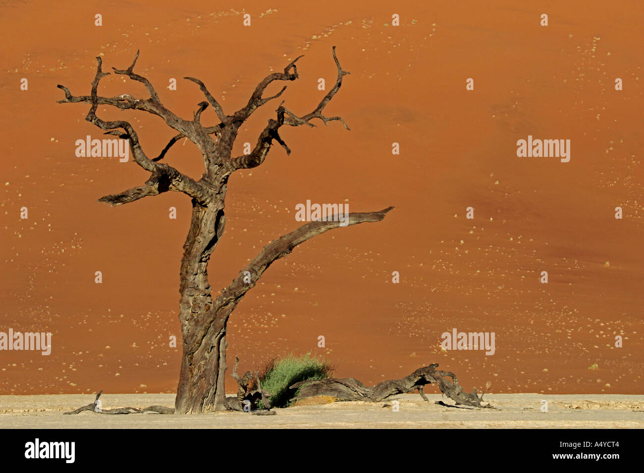 Dead trees between high red dunes on a dry loam vlei. Deadvlei (by ...