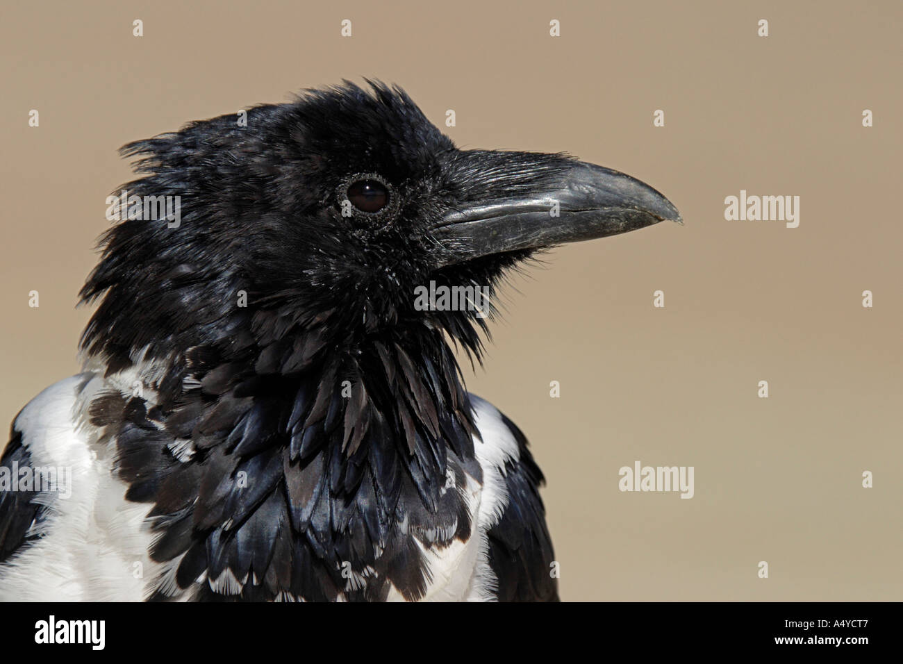 South african pied crows hi-res stock photography and images - Alamy