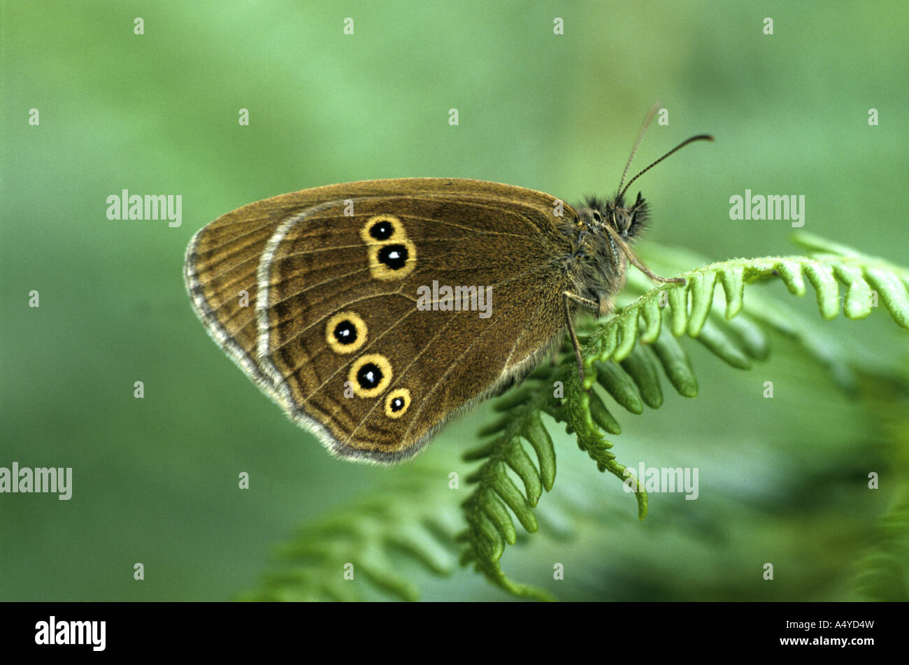 ringlet butterfly Aphantopus hyperantus Stock Photo - Alamy