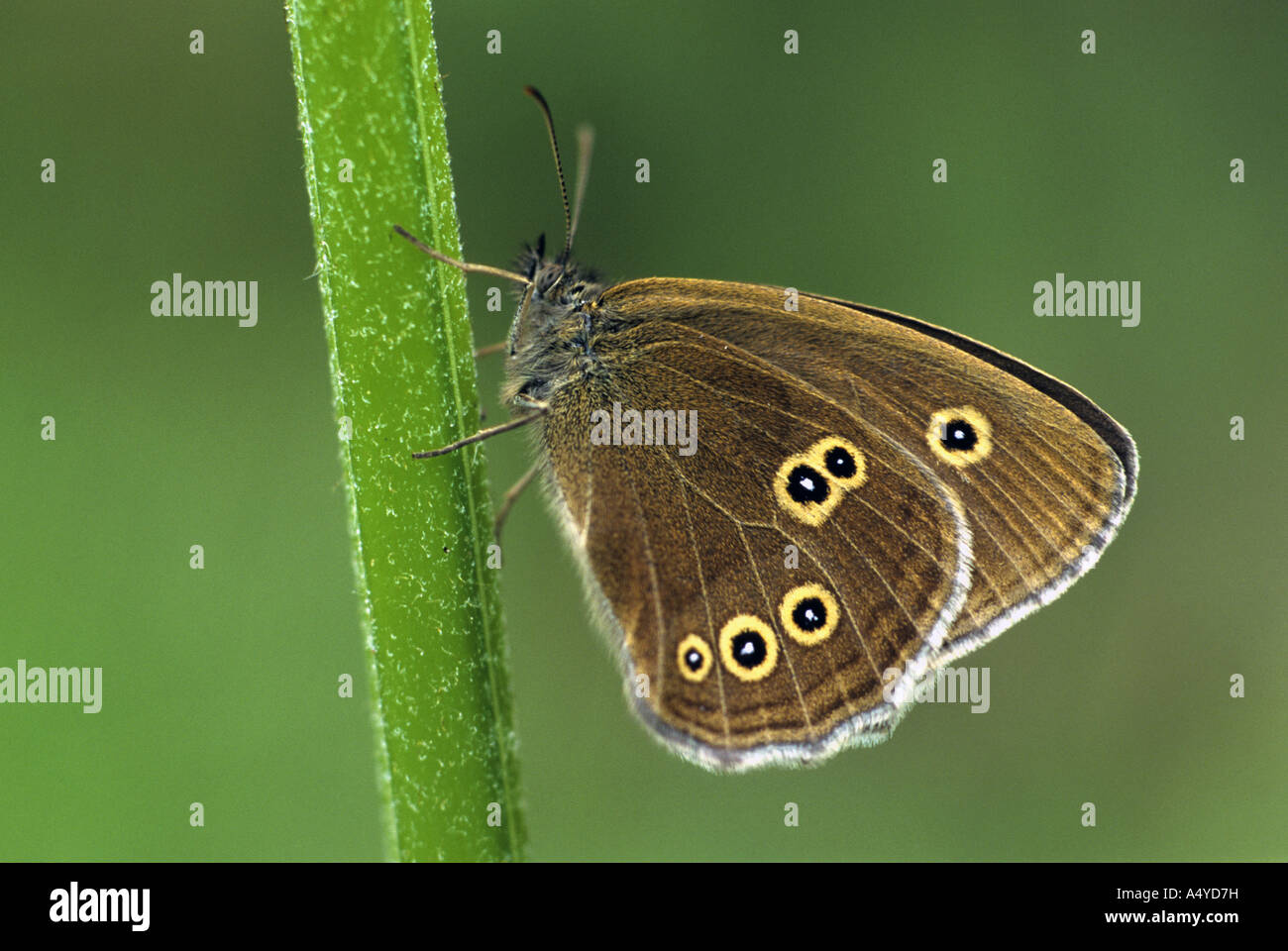 ringlet butterfly Aphantopus hyperantus Stock Photo - Alamy