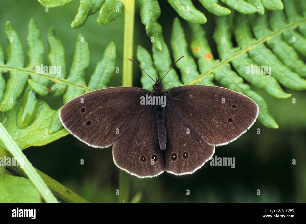 ringlet butterfly Aphantopus hyperantus Stock Photo - Alamy