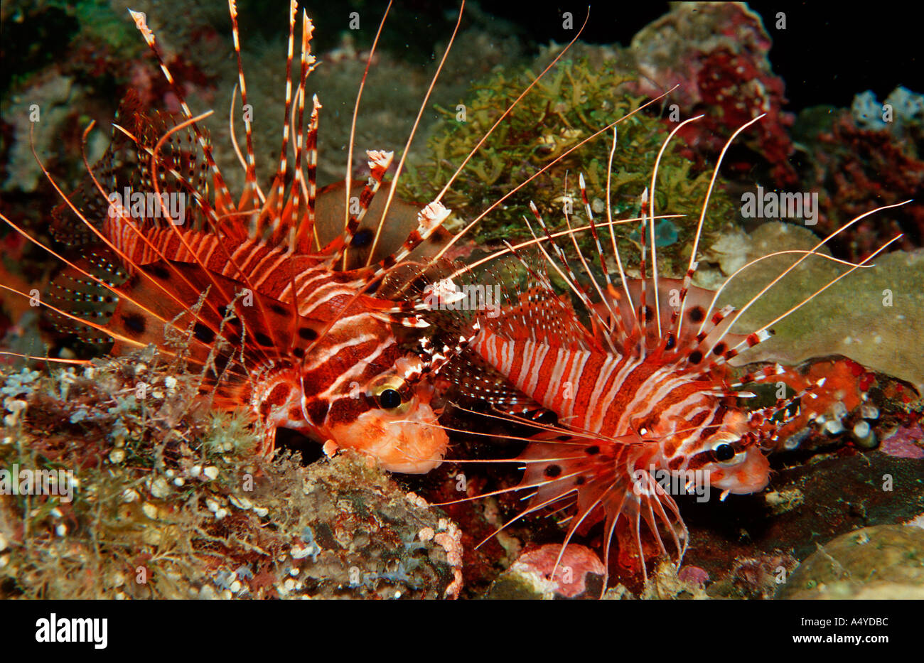 Feuerfische hi-res stock photography and images - Alamy