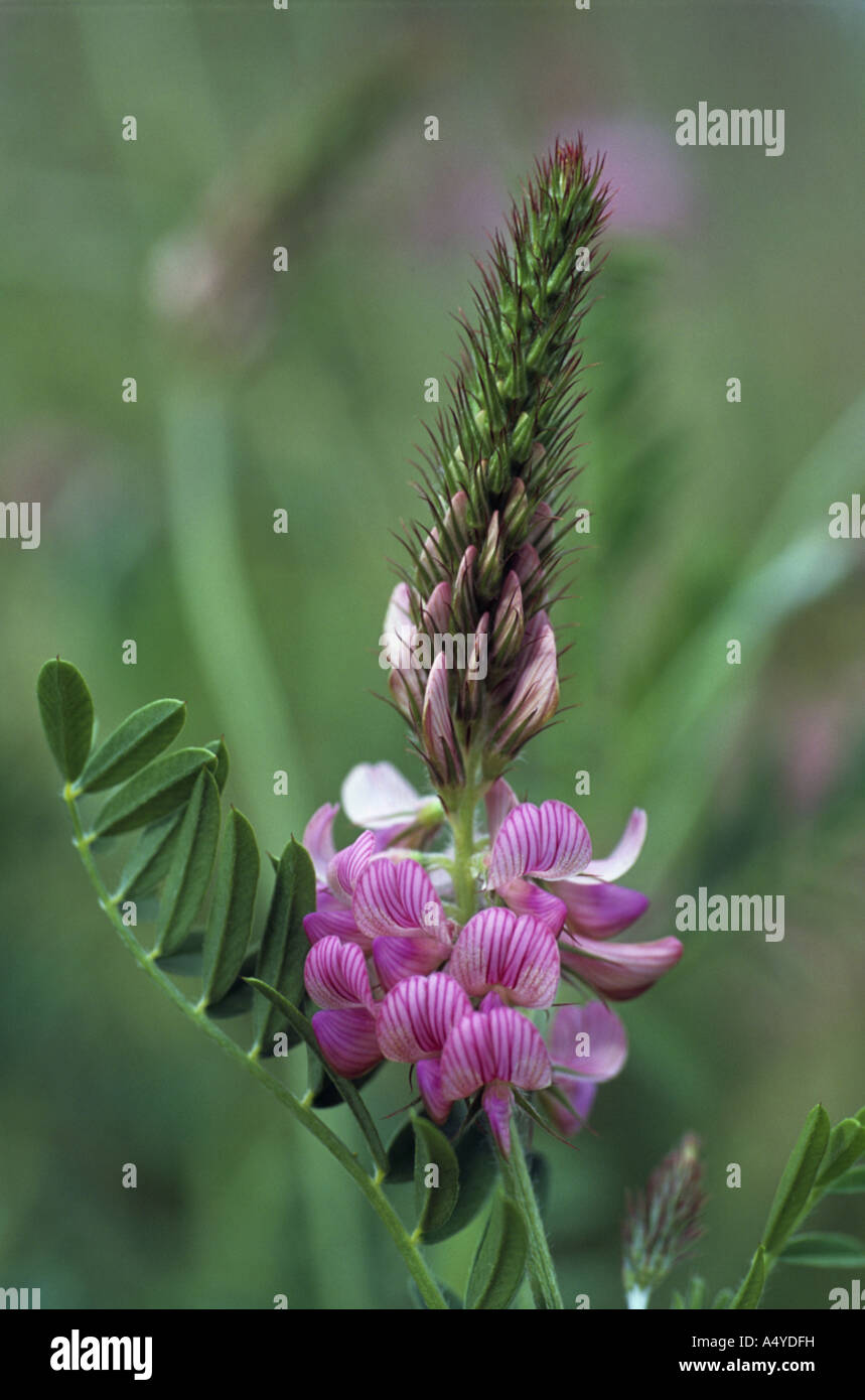 sainfoin Onobrychis viciifolia Stock Photo - Alamy