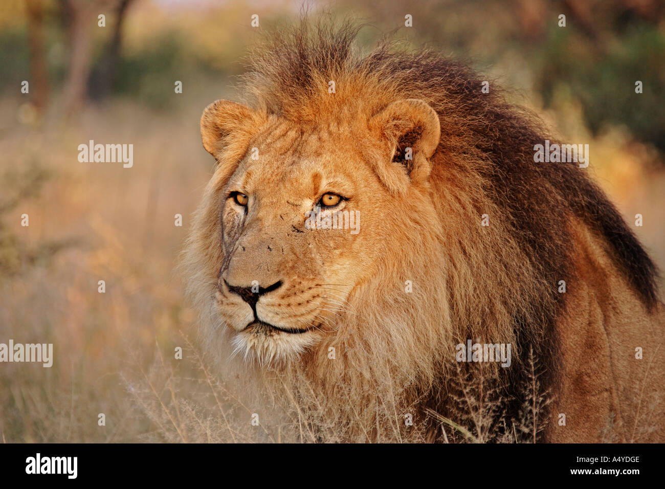 Lion with full manes hi-res stock photography and images - Alamy