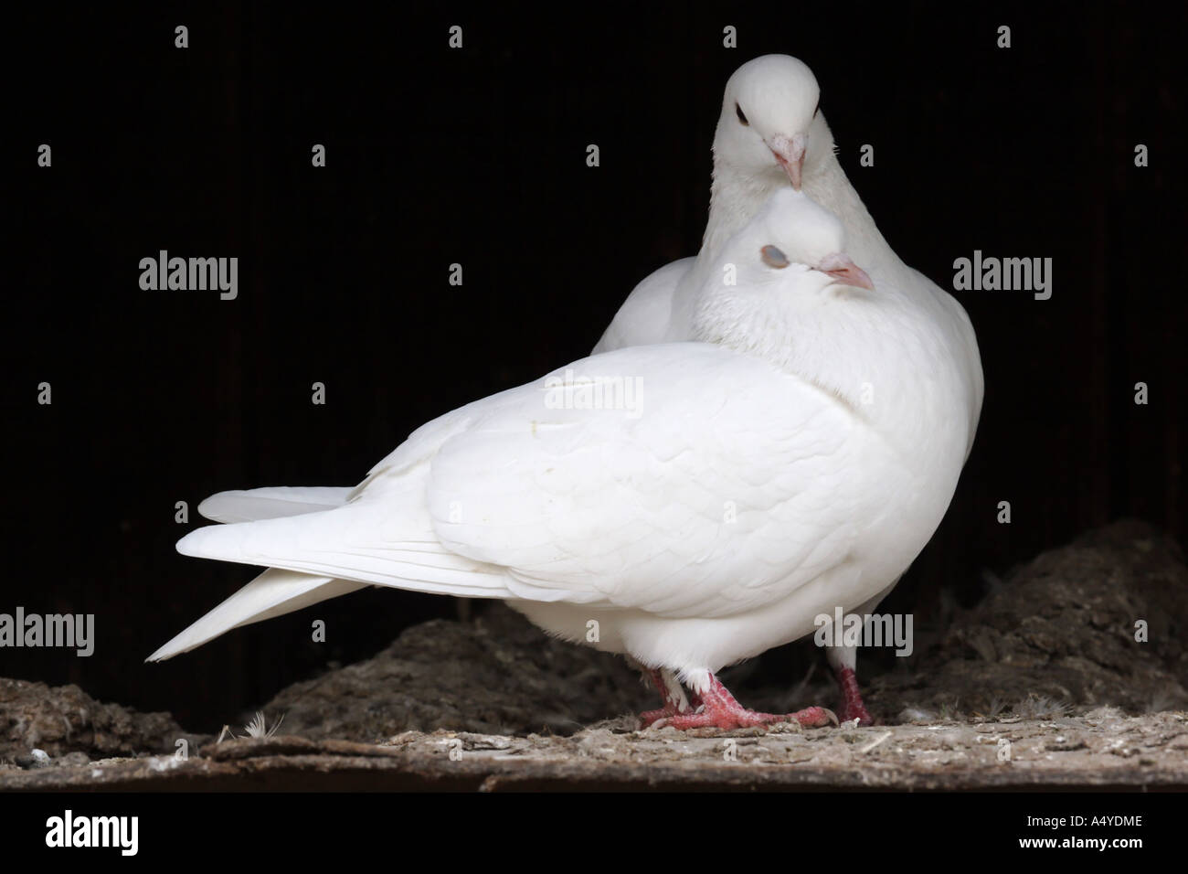 White pigeon hi-res stock photography and images - Alamy