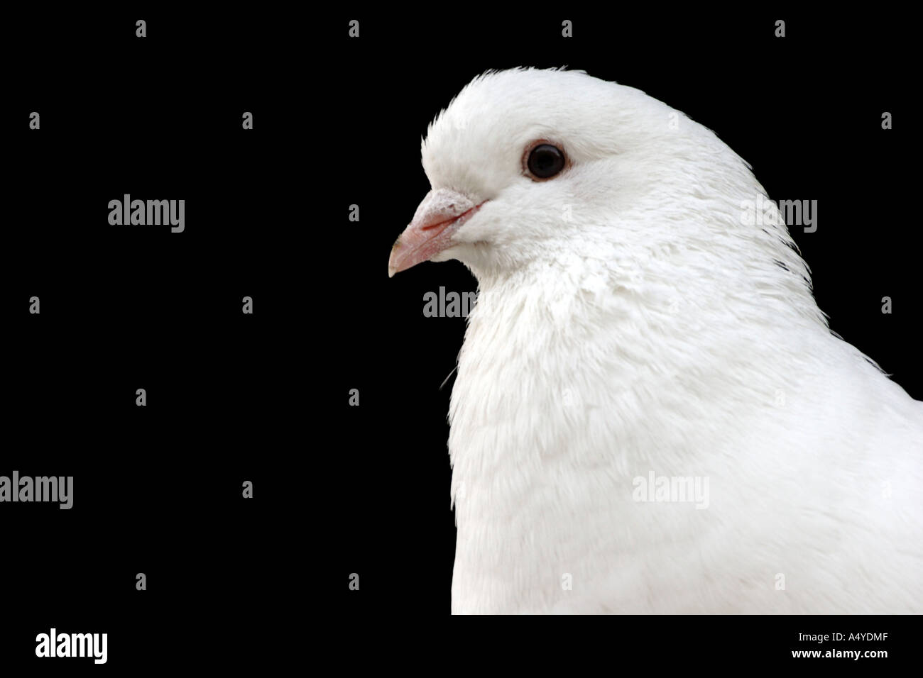 White pigeon hi-res stock photography and images - Alamy