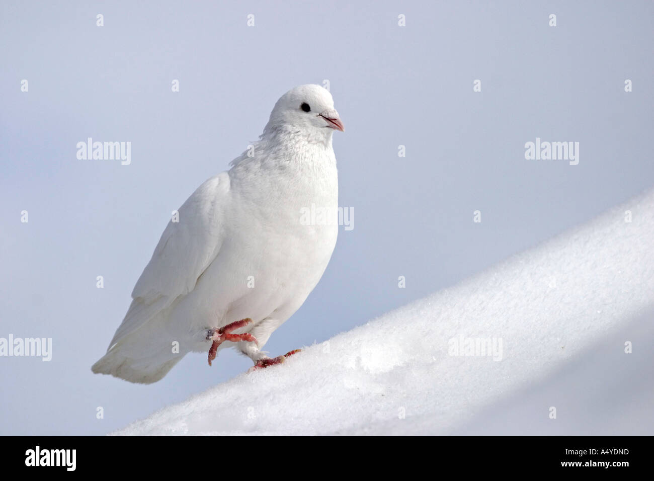 Dove in winter hi-res stock photography and images - Alamy